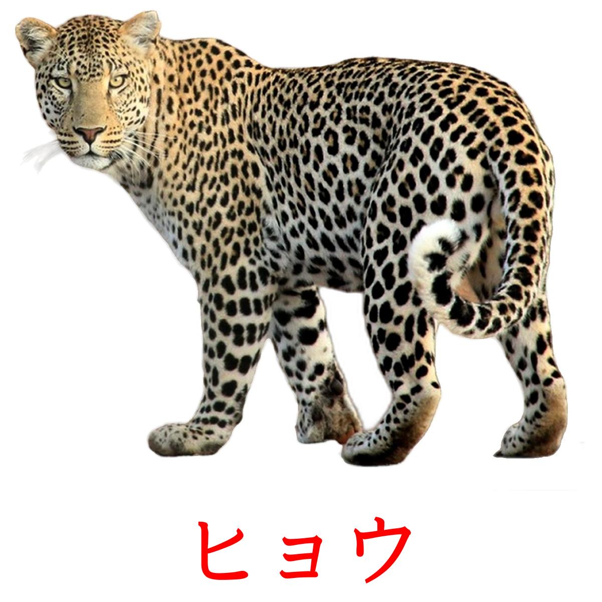 22 Printable Jungle animals Flashcards in Japanese (Free PDF)