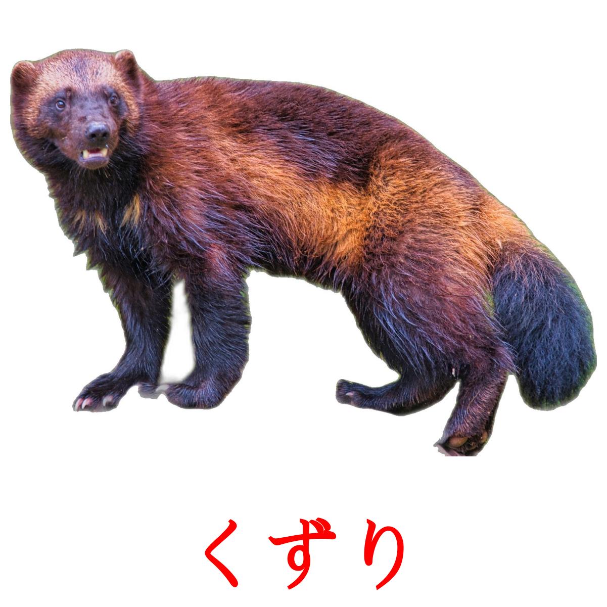 23 Printable Forest animals Flashcards in Japanese (Free PDF)