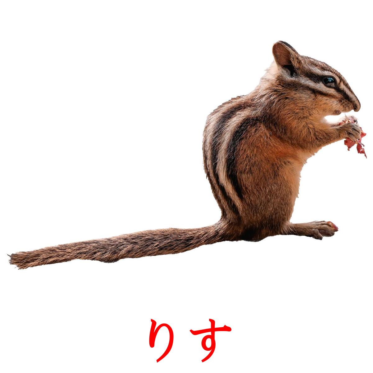 23 Printable Forest animals Flashcards in Japanese (Free PDF)