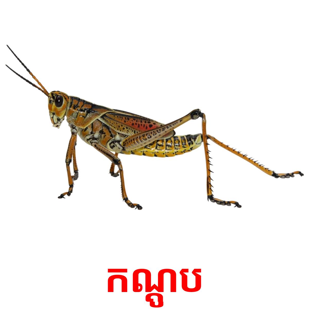 24 Printable Insects Flashcards in Khmer (Free PDF)