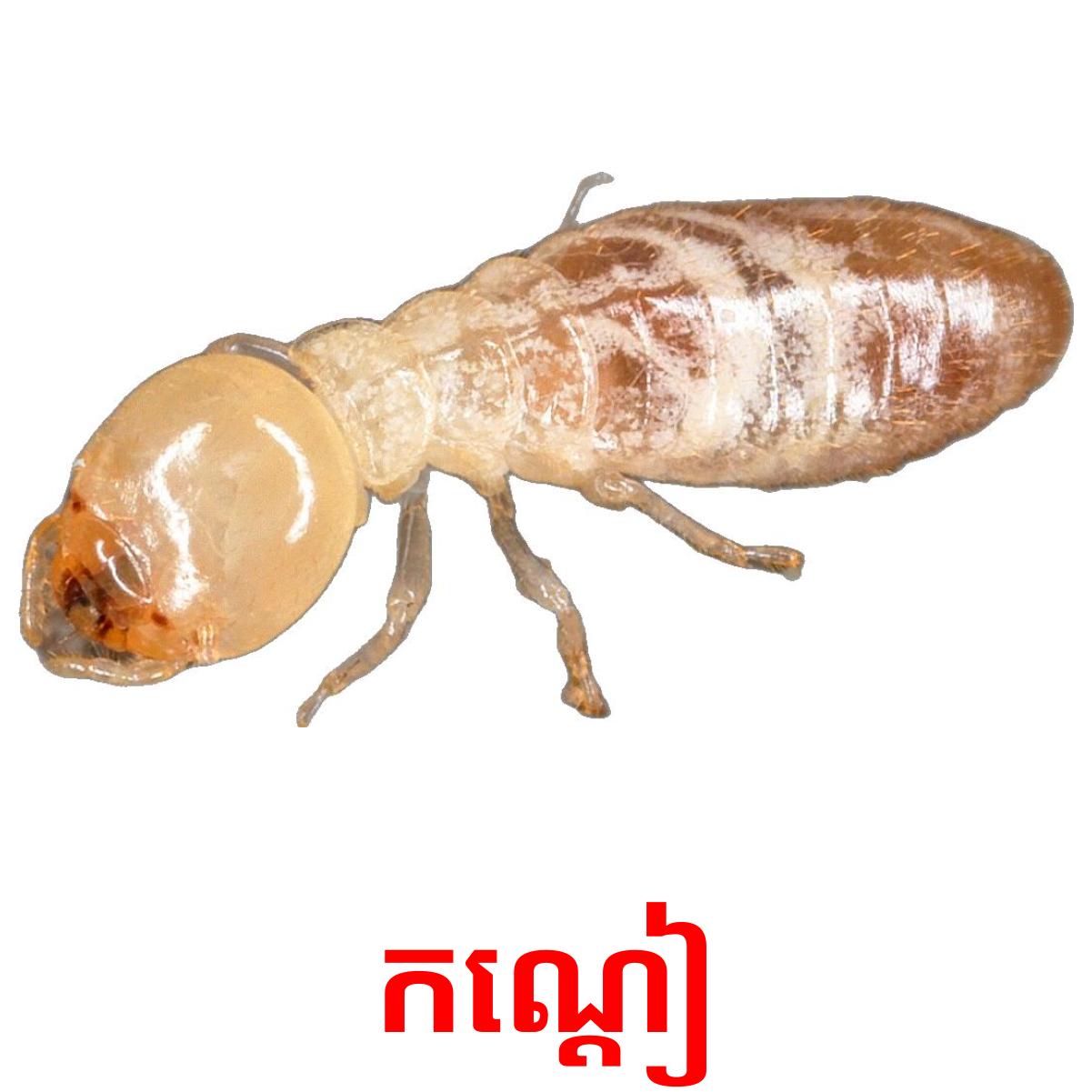 24 Printable Insects Flashcards in Khmer (Free PDF)