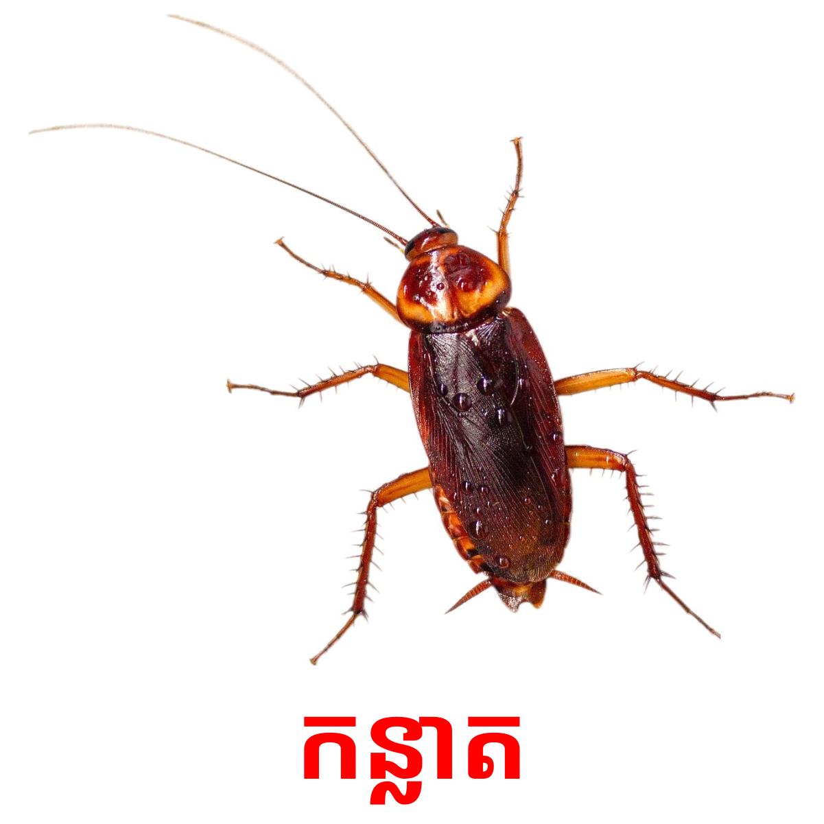 24 Printable Insects Flashcards in Khmer (Free PDF)