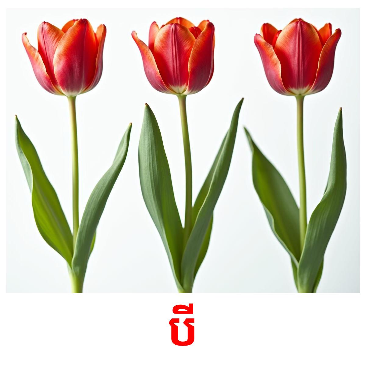 30 FREE Khmer Math Flashcards | PDF