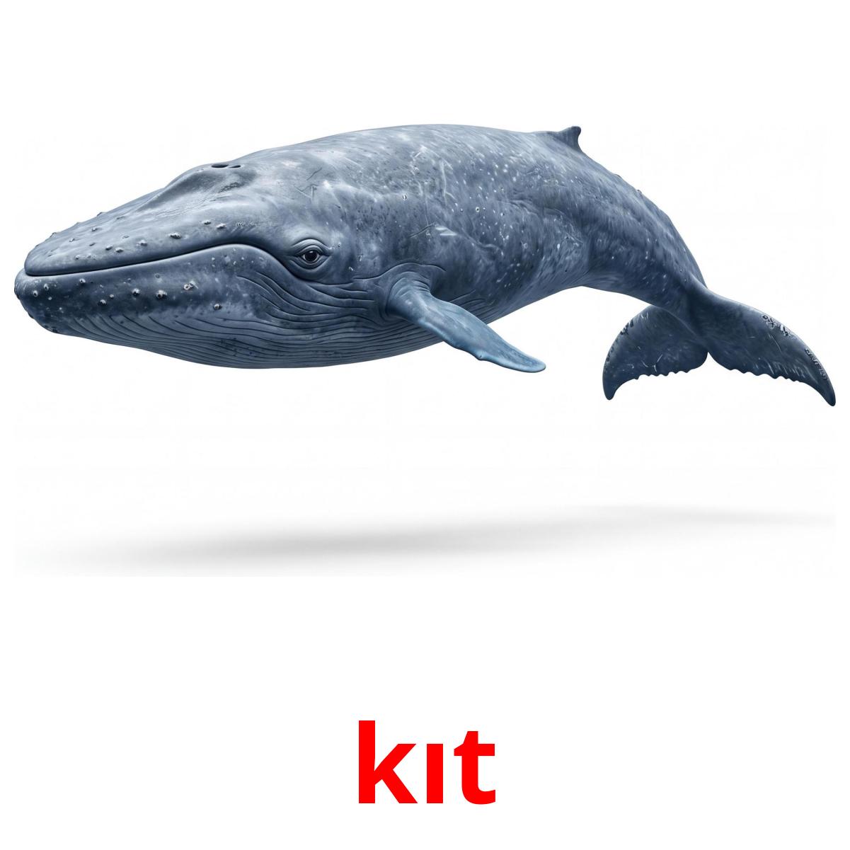 30 Printable Sea animals Flashcards in Kazakh(latin) (Free PDF)