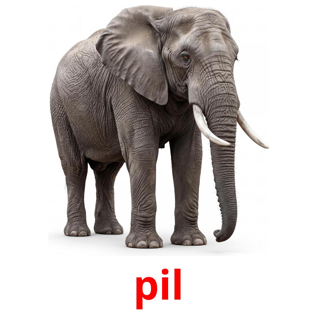 22 Printable Jungle animals Flashcards in Kazakh(latin) (Free PDF)