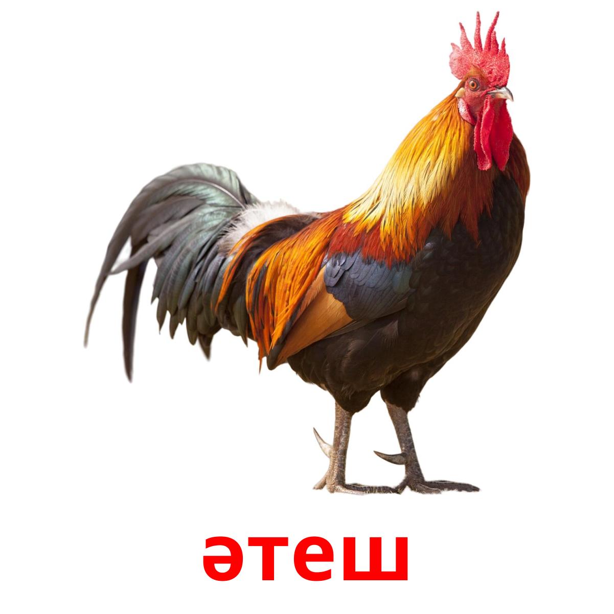 12 Printable Farm birds Flashcards in Kazakh (Free PDF)