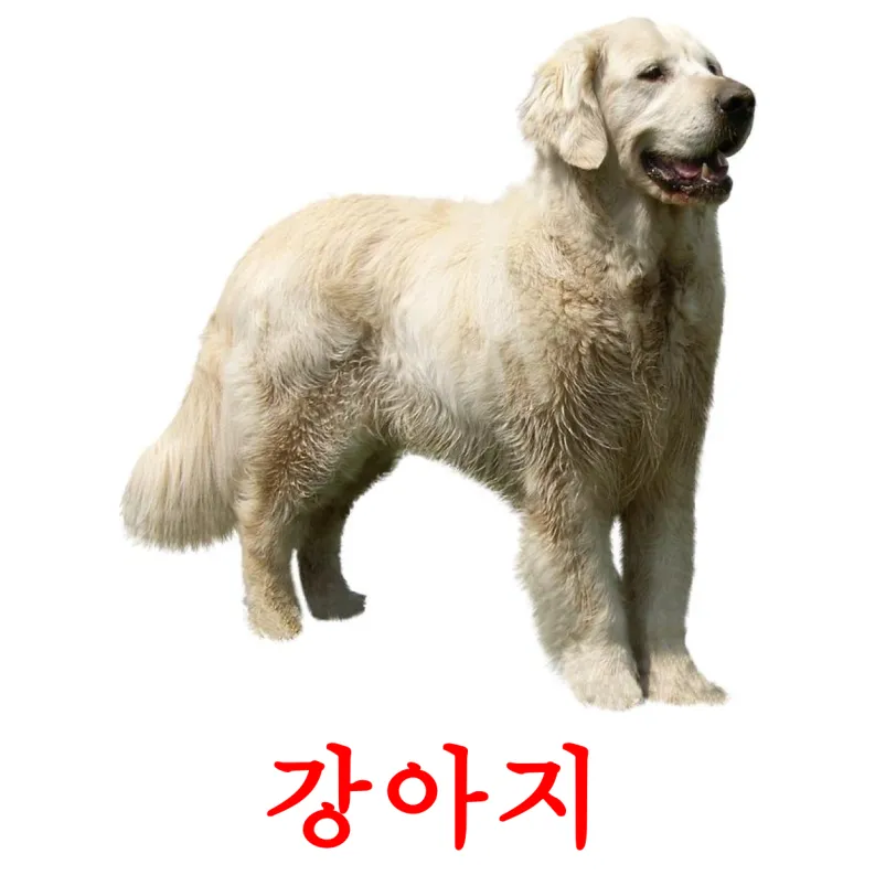 134 FREE Korean Animals Flashcards | PDF