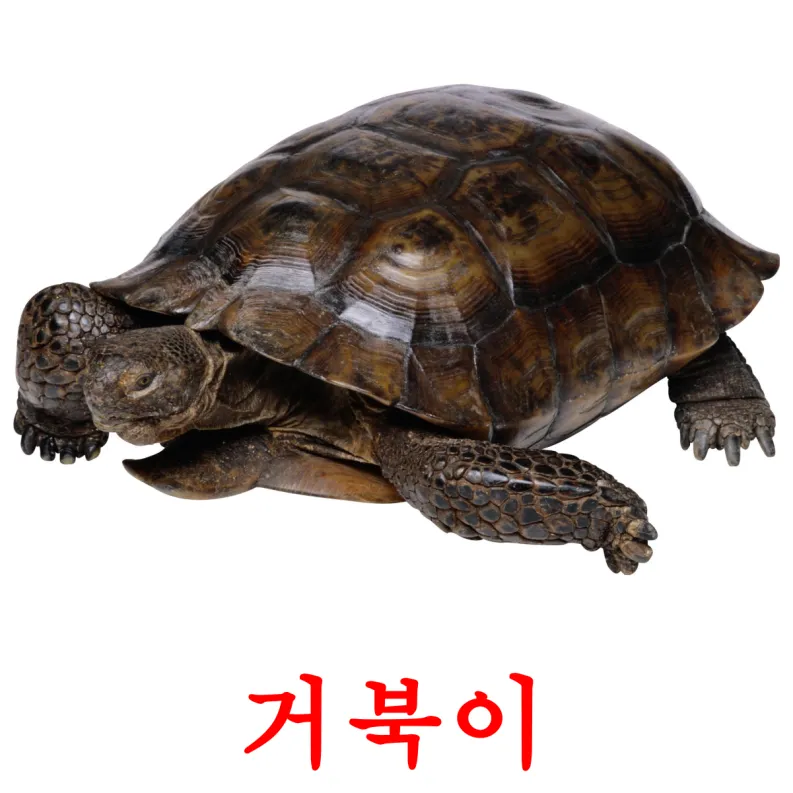 134 FREE Korean Animals Flashcards | PDF