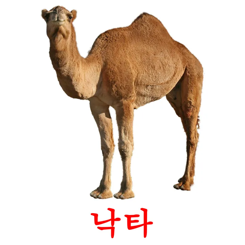 134 FREE Korean Animals Flashcards | PDF