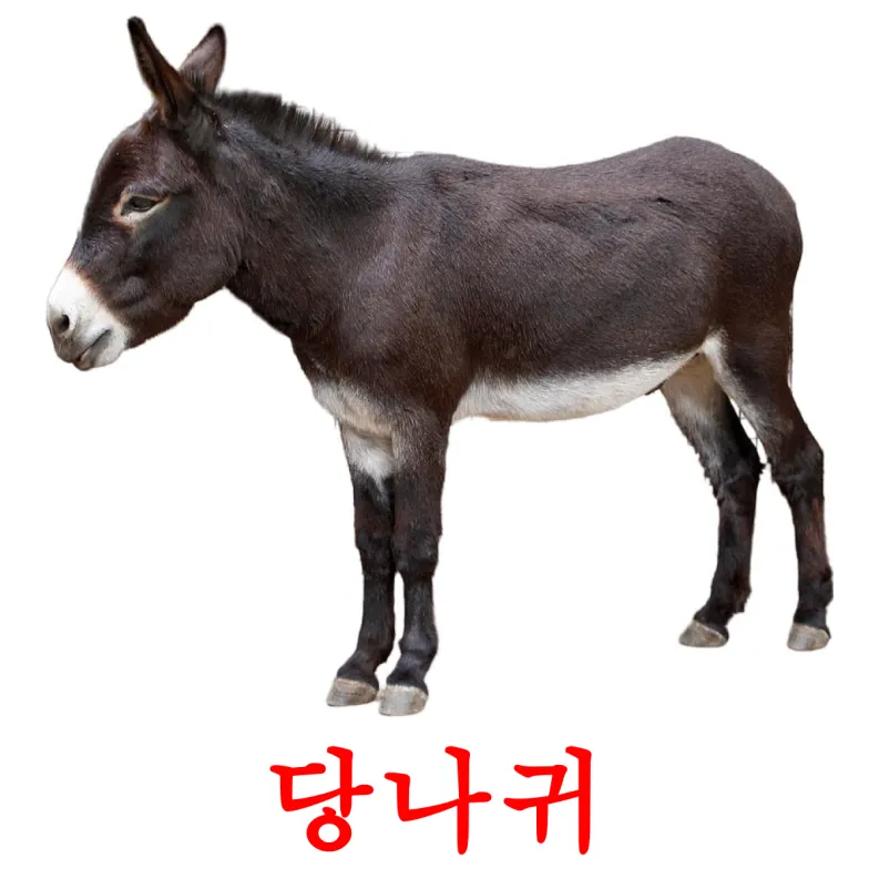 134 FREE Korean Animals Flashcards | PDF