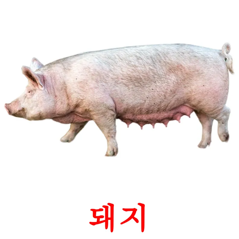 15 FREE Farm animals Flashcards | PDF | Korean Words