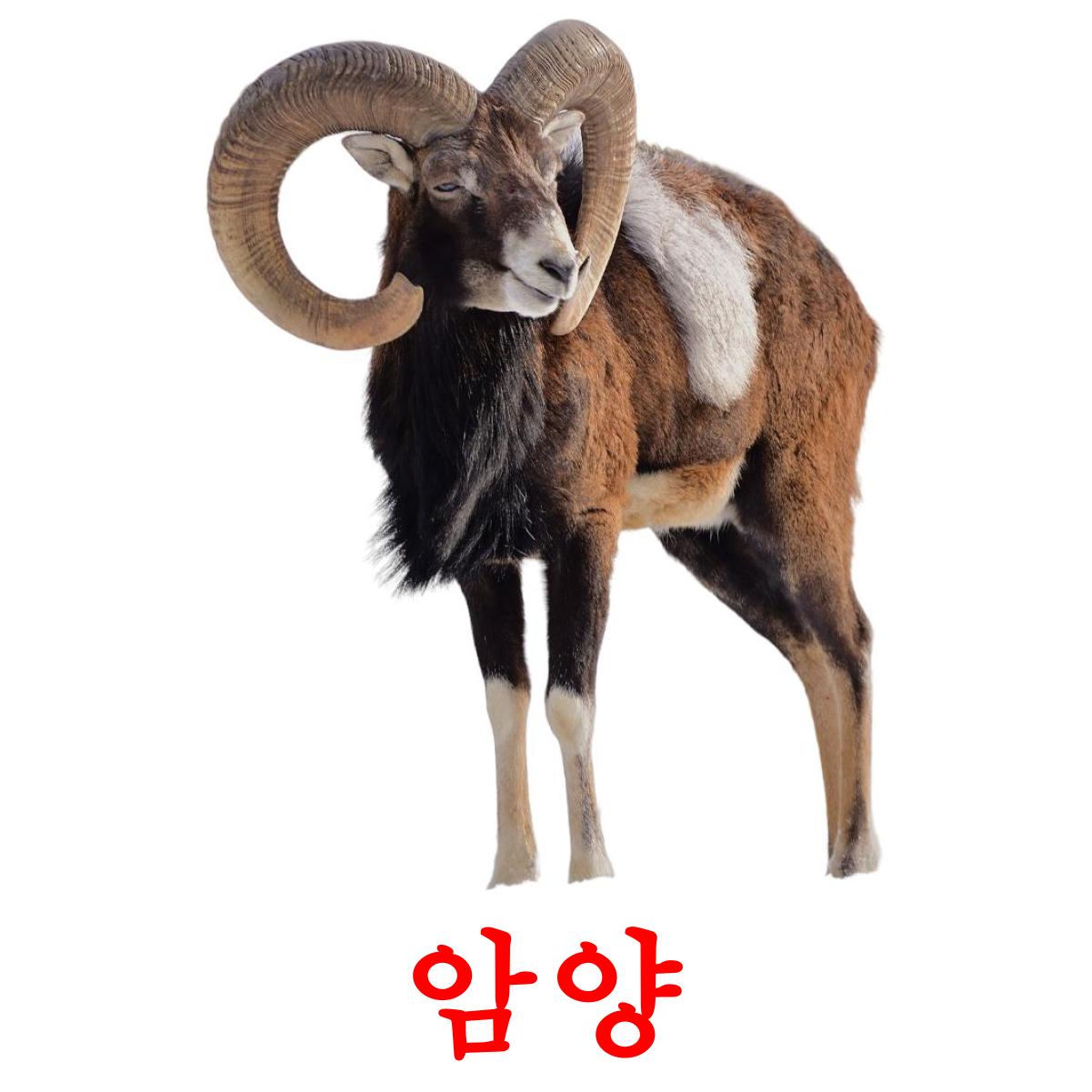16 Printable Farm animals Flashcards in Korean (Free PDF)