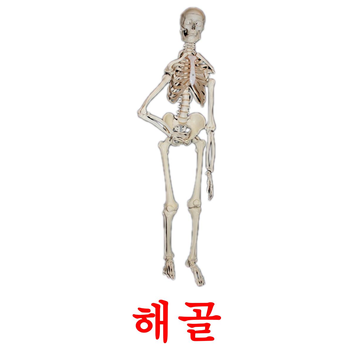 26 Printable Body Parts Flashcards in Korean (Free PDF)