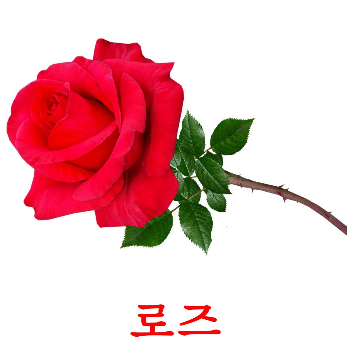 25 FREE Mother's day Flashcards | PDF | Korean Words