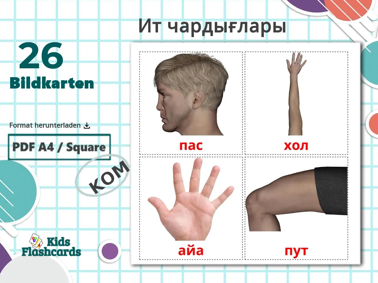 26 Körper Bildkarten in PDF | Komi Bilder