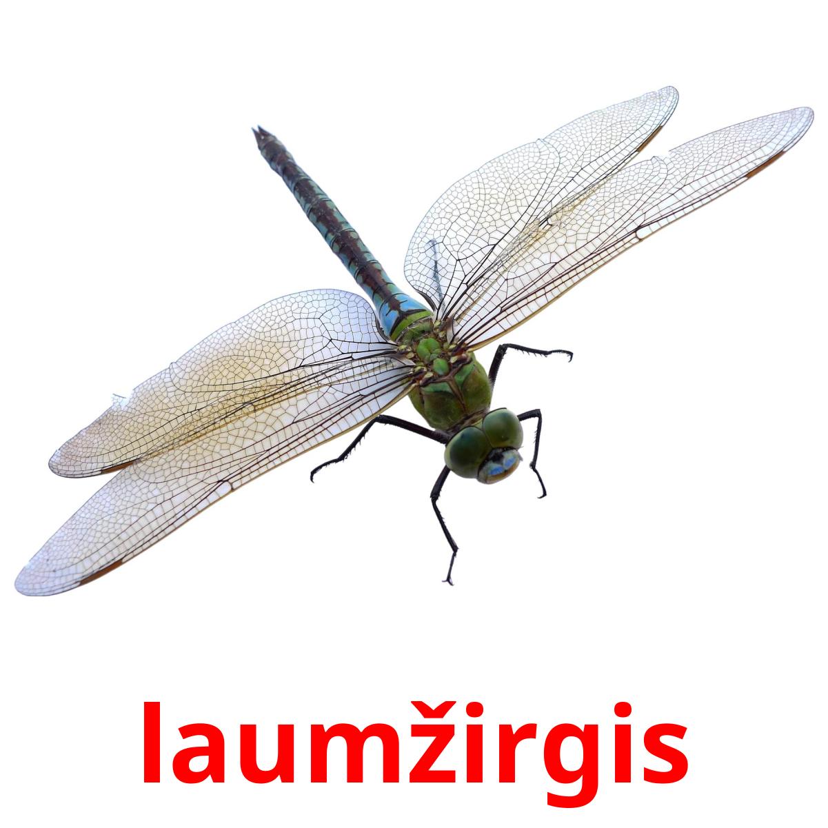 24 Printable Insects Flashcards in Lithuanian (Free PDF)