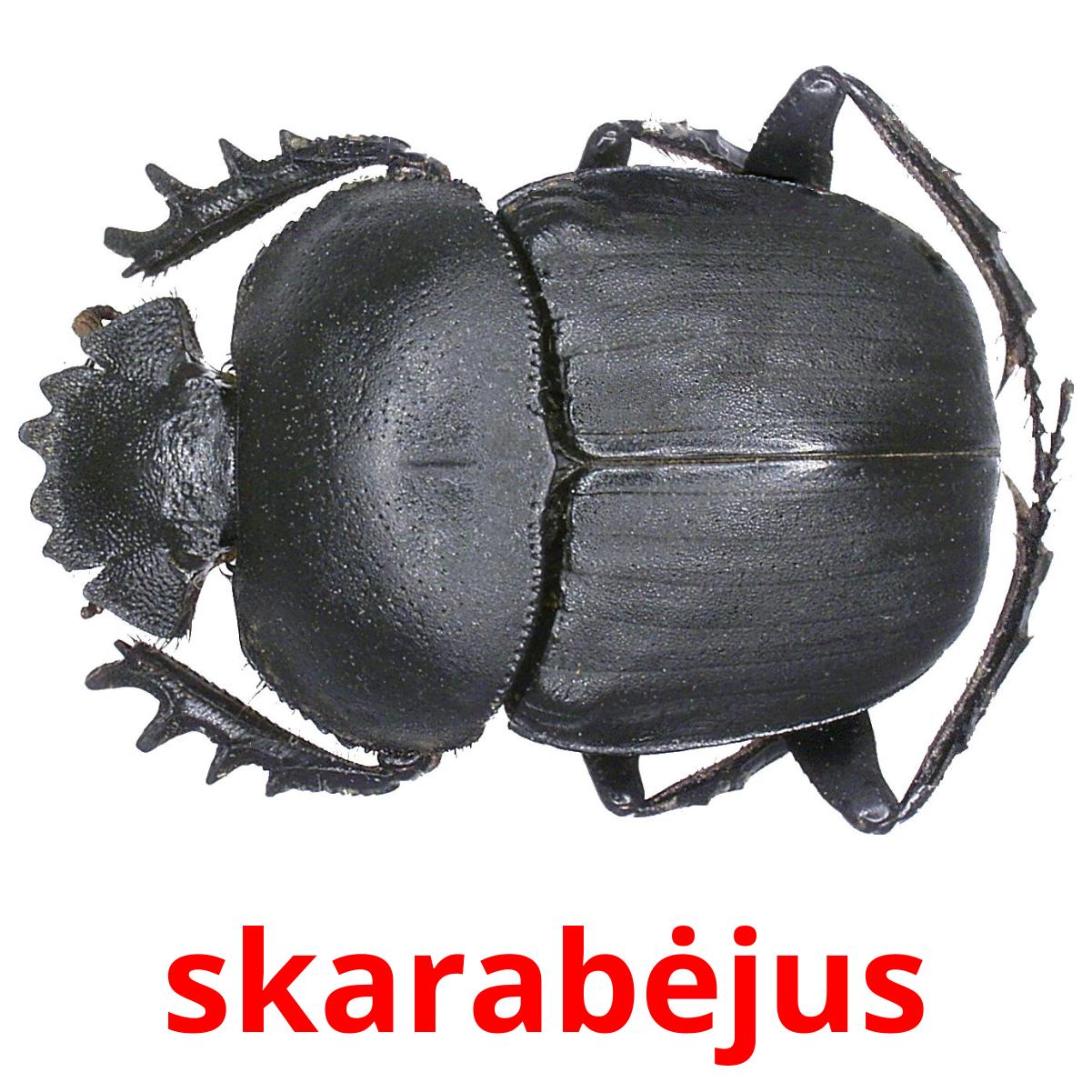 24 Printable Insects Flashcards in Lithuanian (Free PDF)