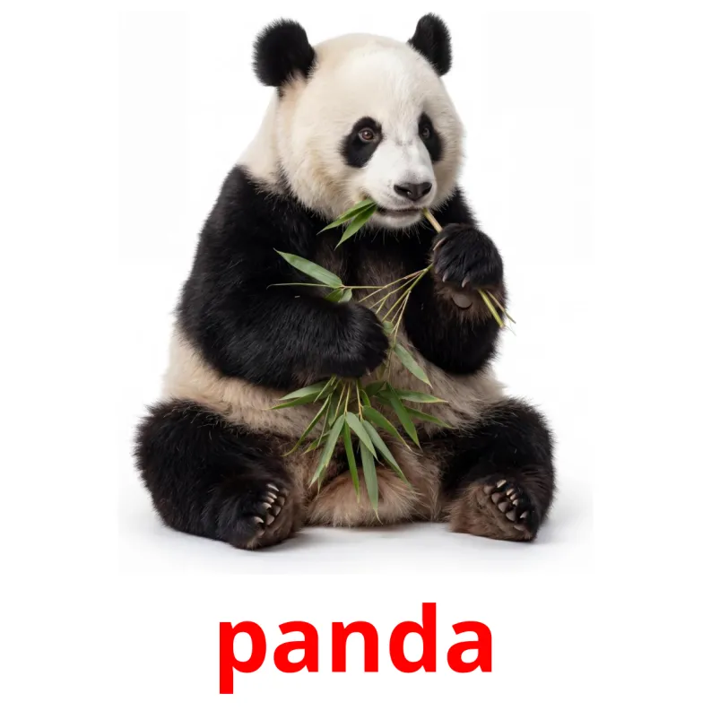 21 FREE Jungle animals Flashcards | PDF | Lithuanian Words