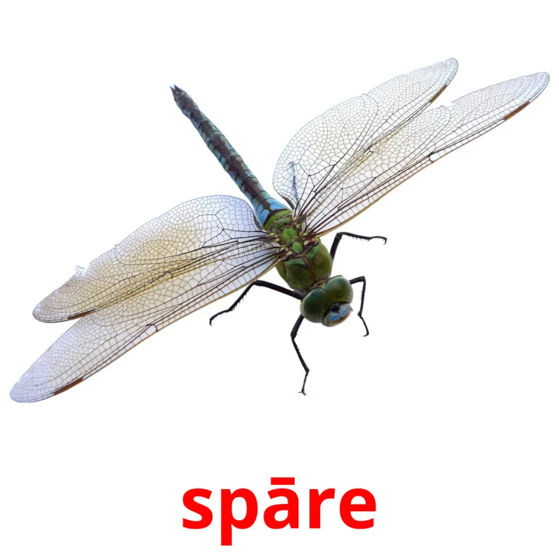 23 FREE Insects Flashcards in PDF | Latvian Pictures
