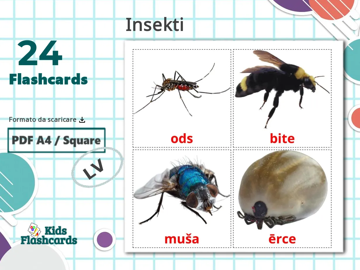 24 Flashcard GRATUITE sui Insetti in 4 Formati PDF | Immagini in Lettone