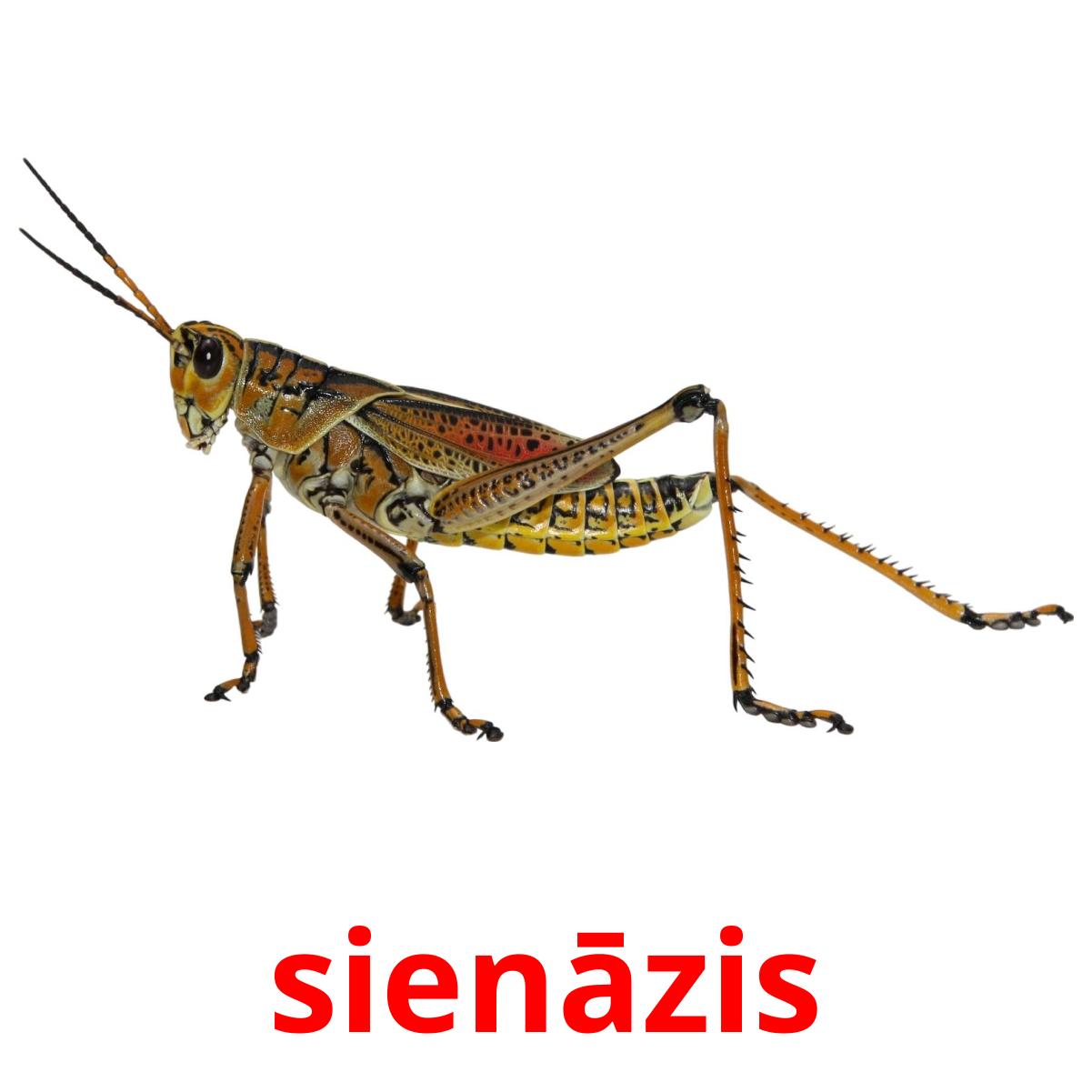 24 Printable Insects Flashcards in Latvian (Free PDF)