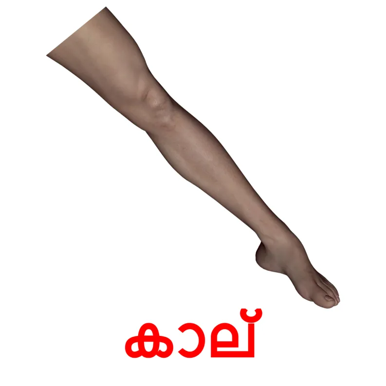 26 FREE Body Parts Flashcards | PDF | Malayalam Words