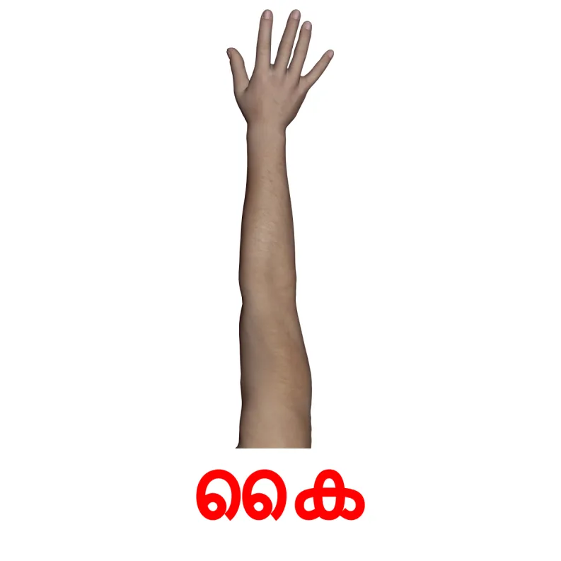 26 FREE Body Parts Flashcards | PDF | Malayalam Words