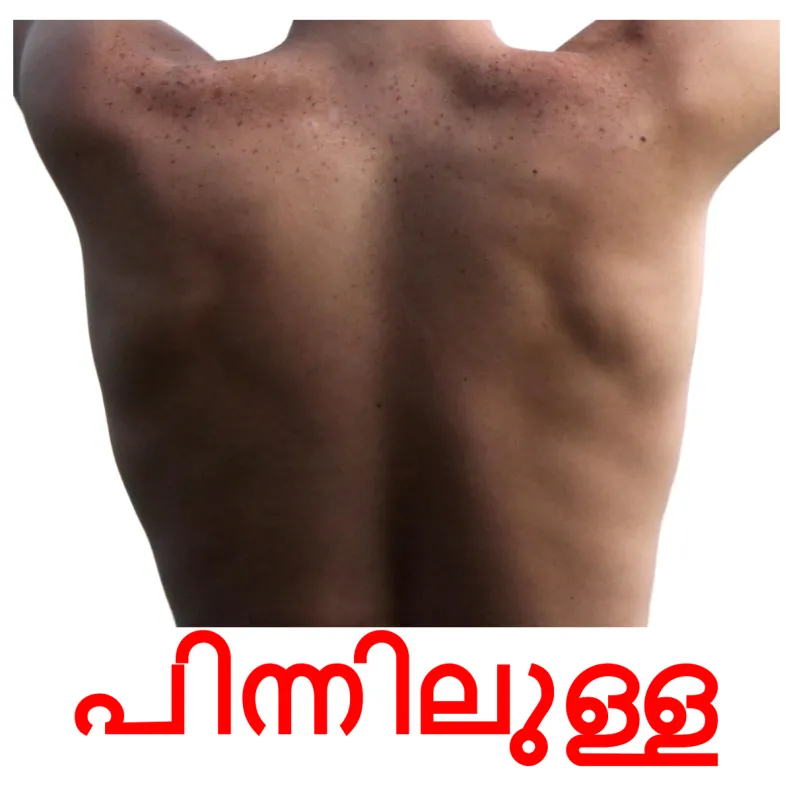 26 FREE Body Parts Flashcards | PDF | Malayalam Words