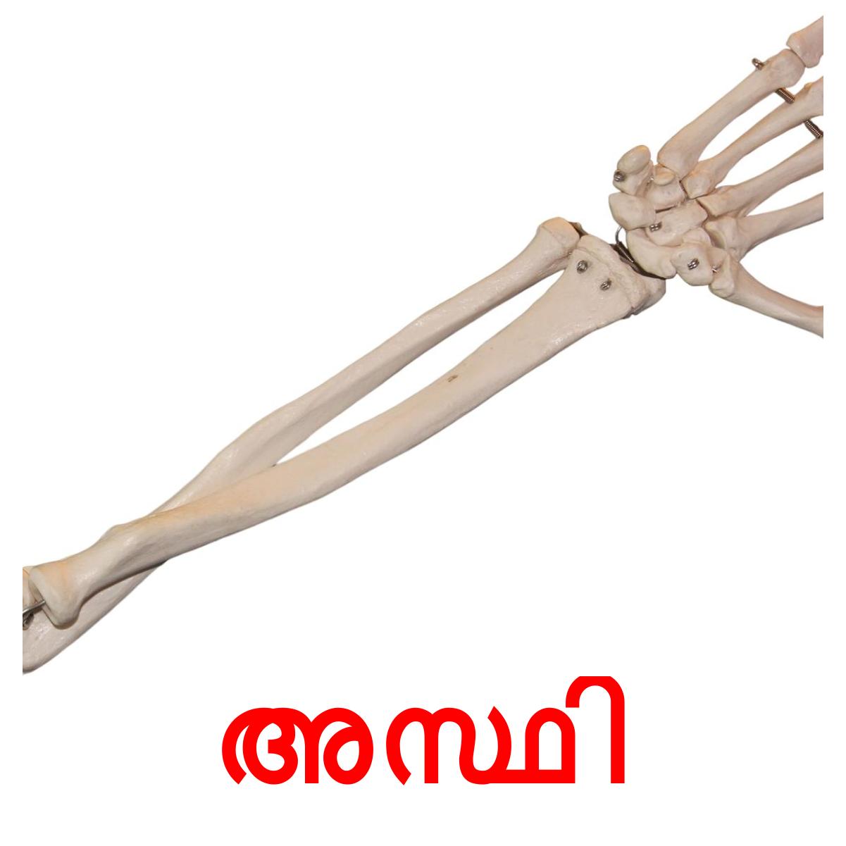 26 Printable Body Parts Flashcards in Malayalam (Free PDF)