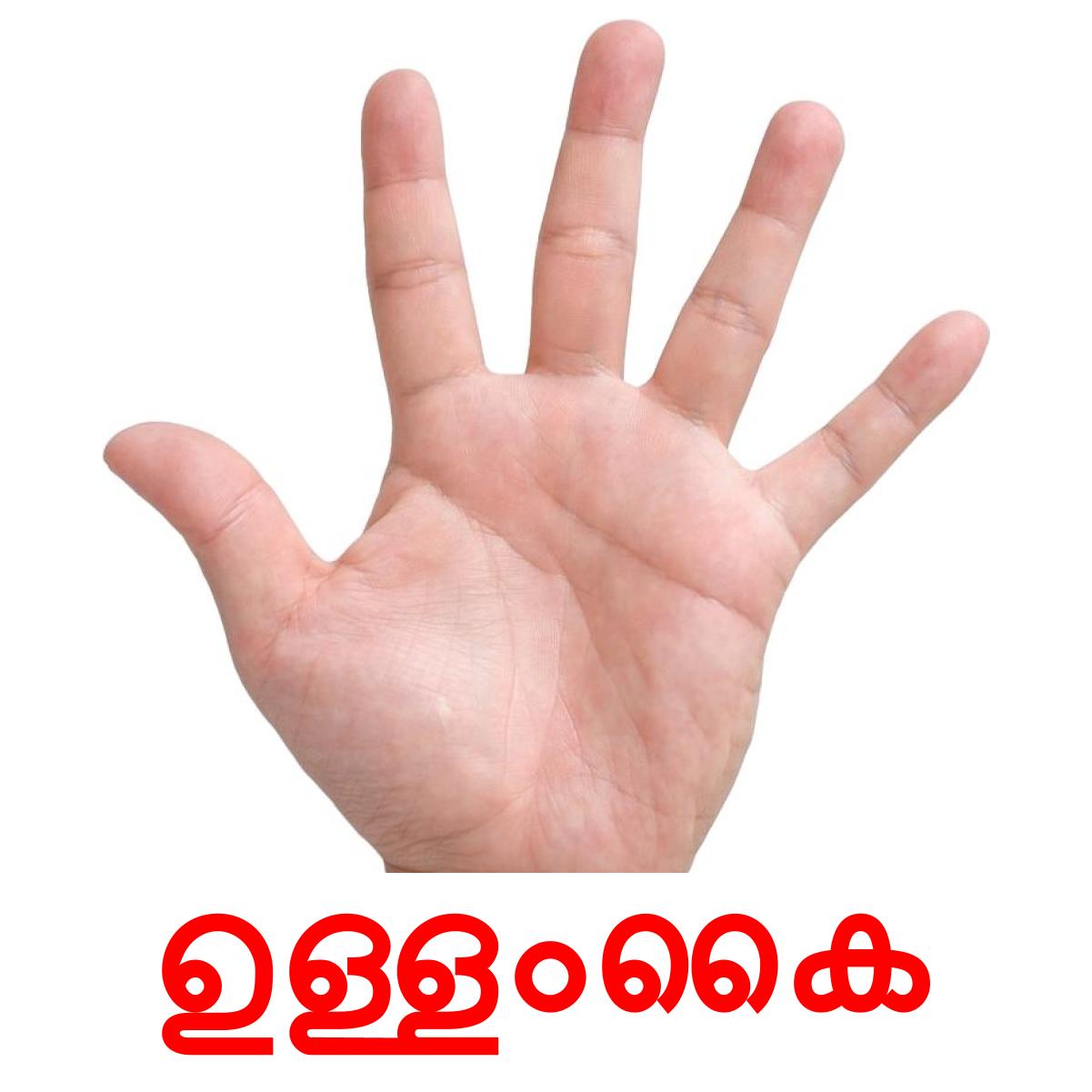 26 Printable Body Parts Flashcards in Malayalam (Free PDF)