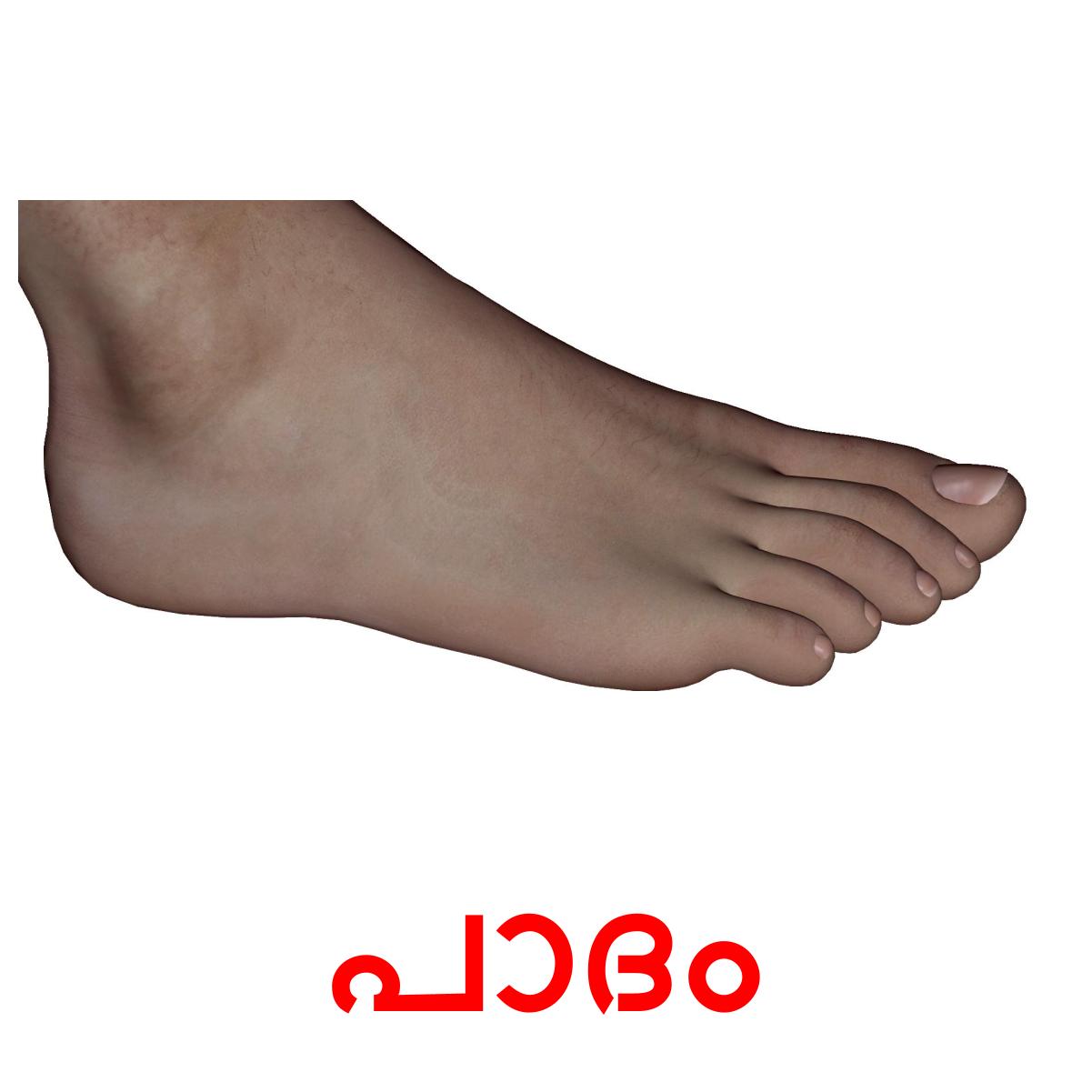 26 FREE Body Parts Flashcards | PDF | Malayalam Words