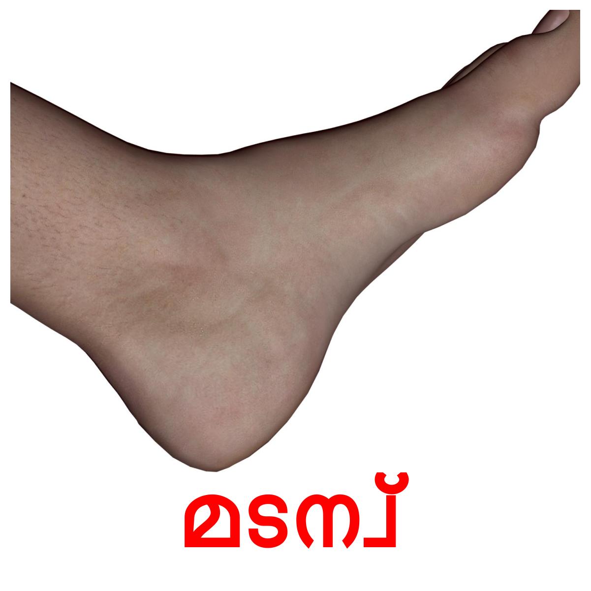 26 Printable Body Parts Flashcards in Malayalam (Free PDF)