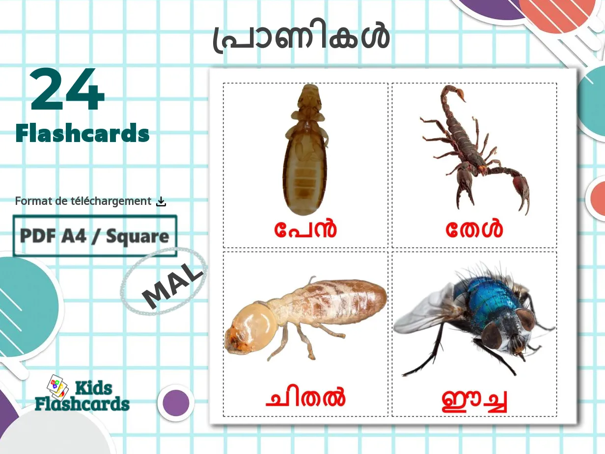 24 Cartes de Vocabulaire pour Enfants GRATUITES Les Insectes à Imprimer ...