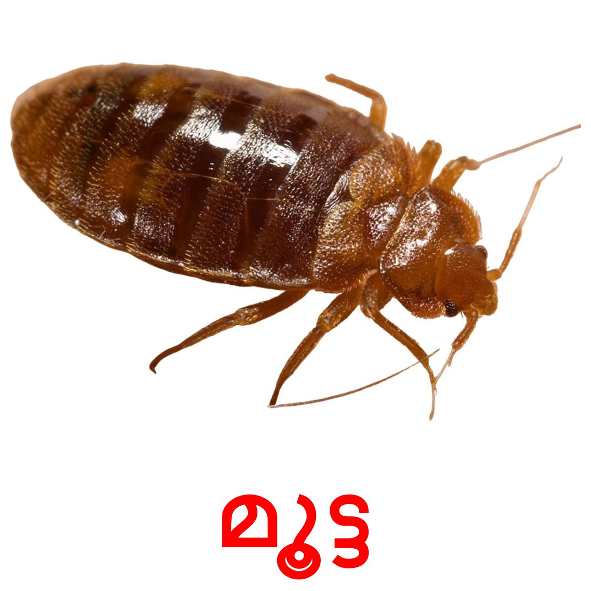 24 Printable Insects Flashcards in Malayalam (Free PDF)