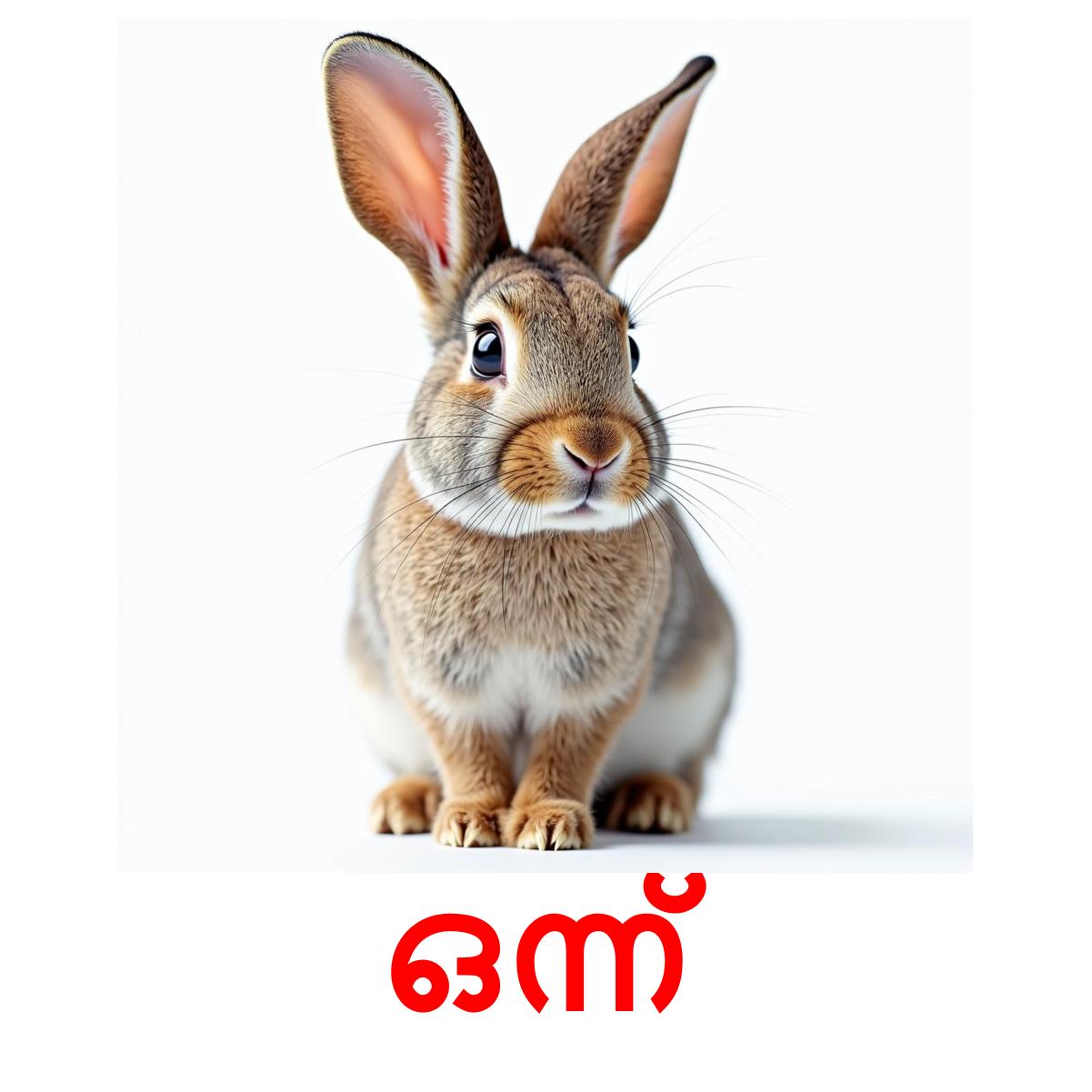 10 Printable Counting Flashcards in Malayalam (Free PDF)