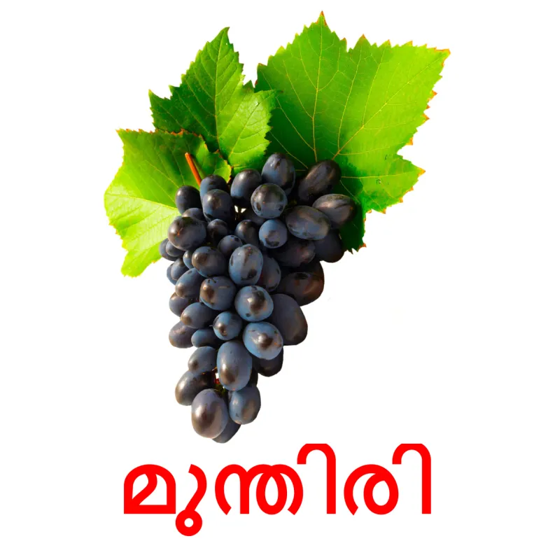 20 FREE Fruits Flashcards | PDF | Malayalam Words