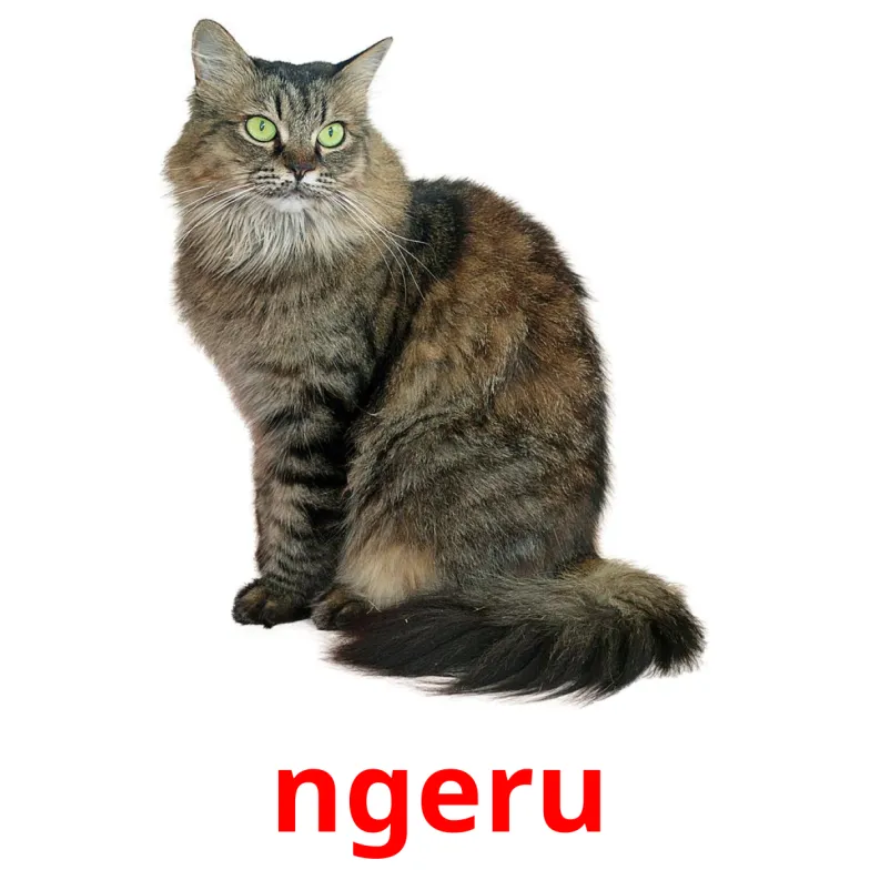 10 FREE Domestic animals Flashcards | PDF | Maori Words