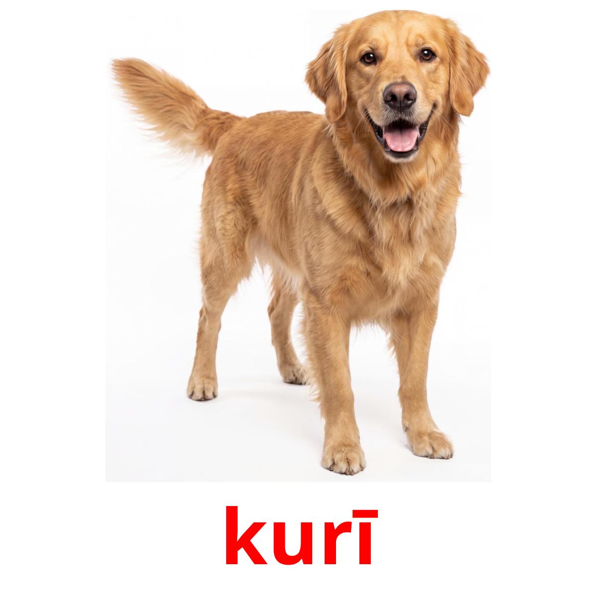 10 FREE Domestic animals Flashcards in PDF | Maori Pictures