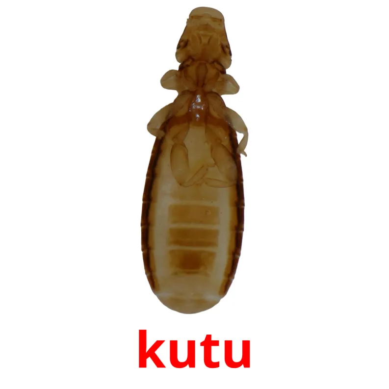 23 Insects Flashcards in PDF | Maori Pictures