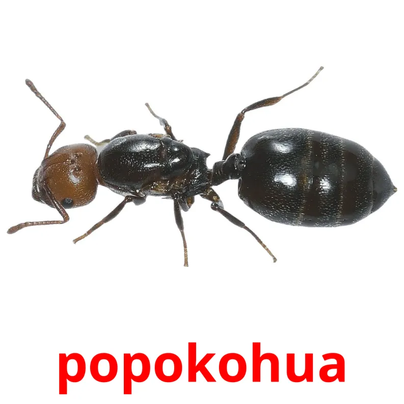 23 FREE Insects Flashcards | PDF | Maori Words