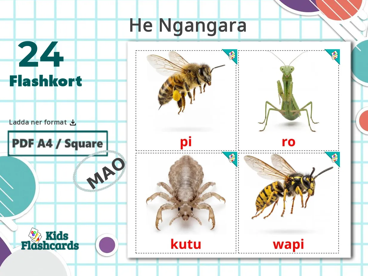 24 GRATIS Insekter bildkort i 4 PDF-format | Maori bilder