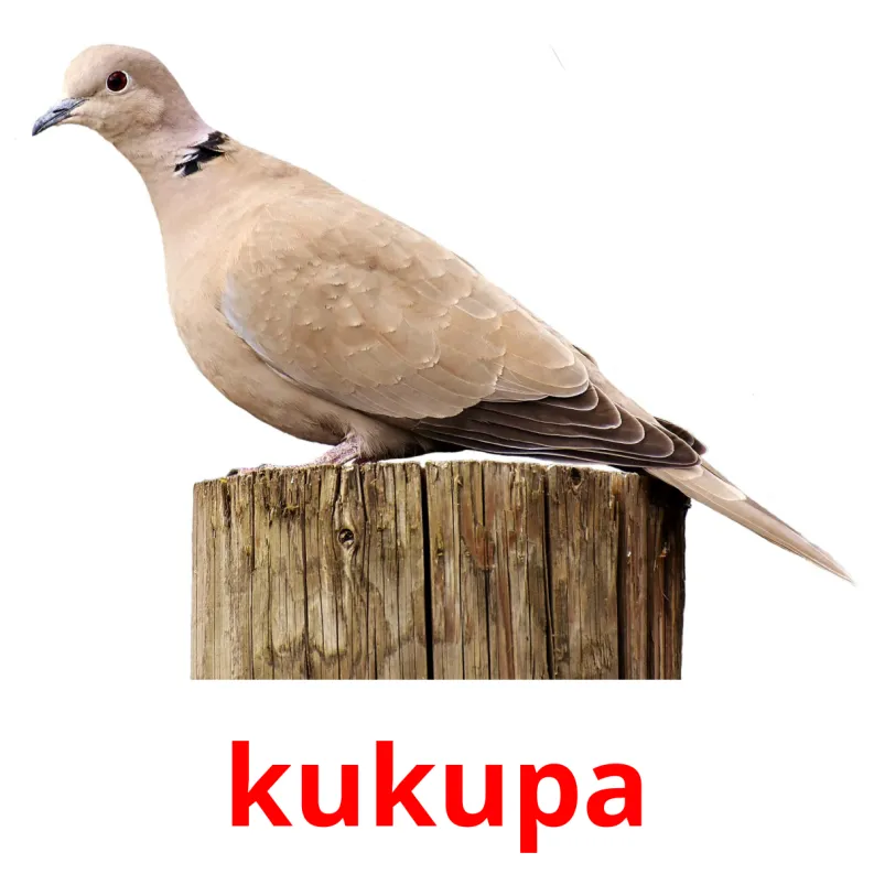 18 Cartões linguagem de Pássaros Selvagens GRÁTIS em 4 formatos PDF ...