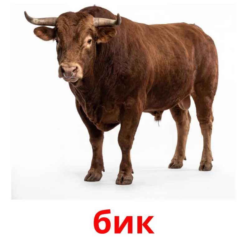 15 FREE Farm animals Flashcards in 4 PDF formats | Macedonian Pictures