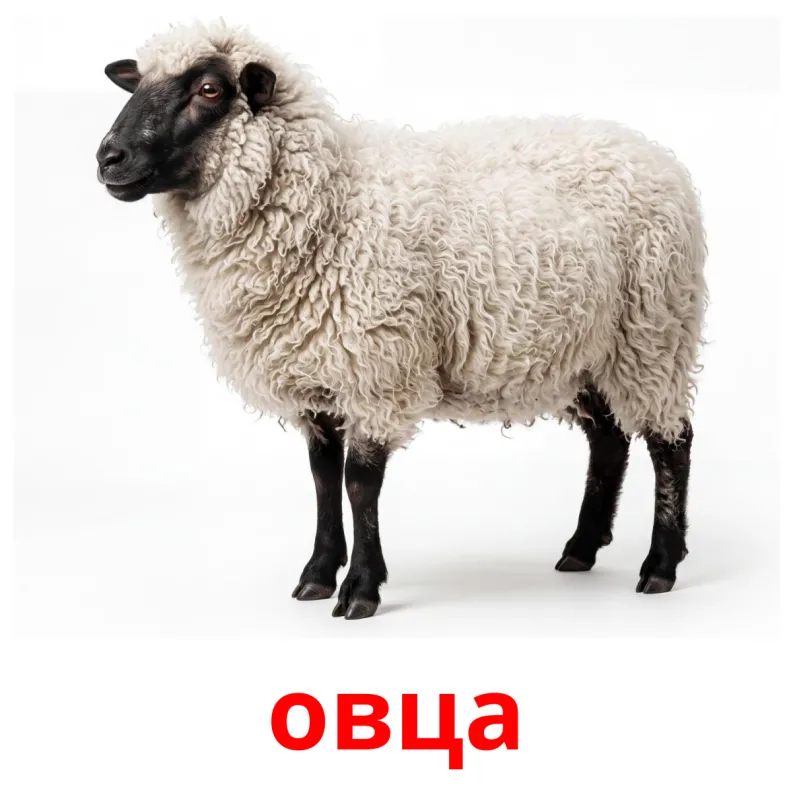 15 Farm animals Flashcards in PDF | Macedonian Pictures