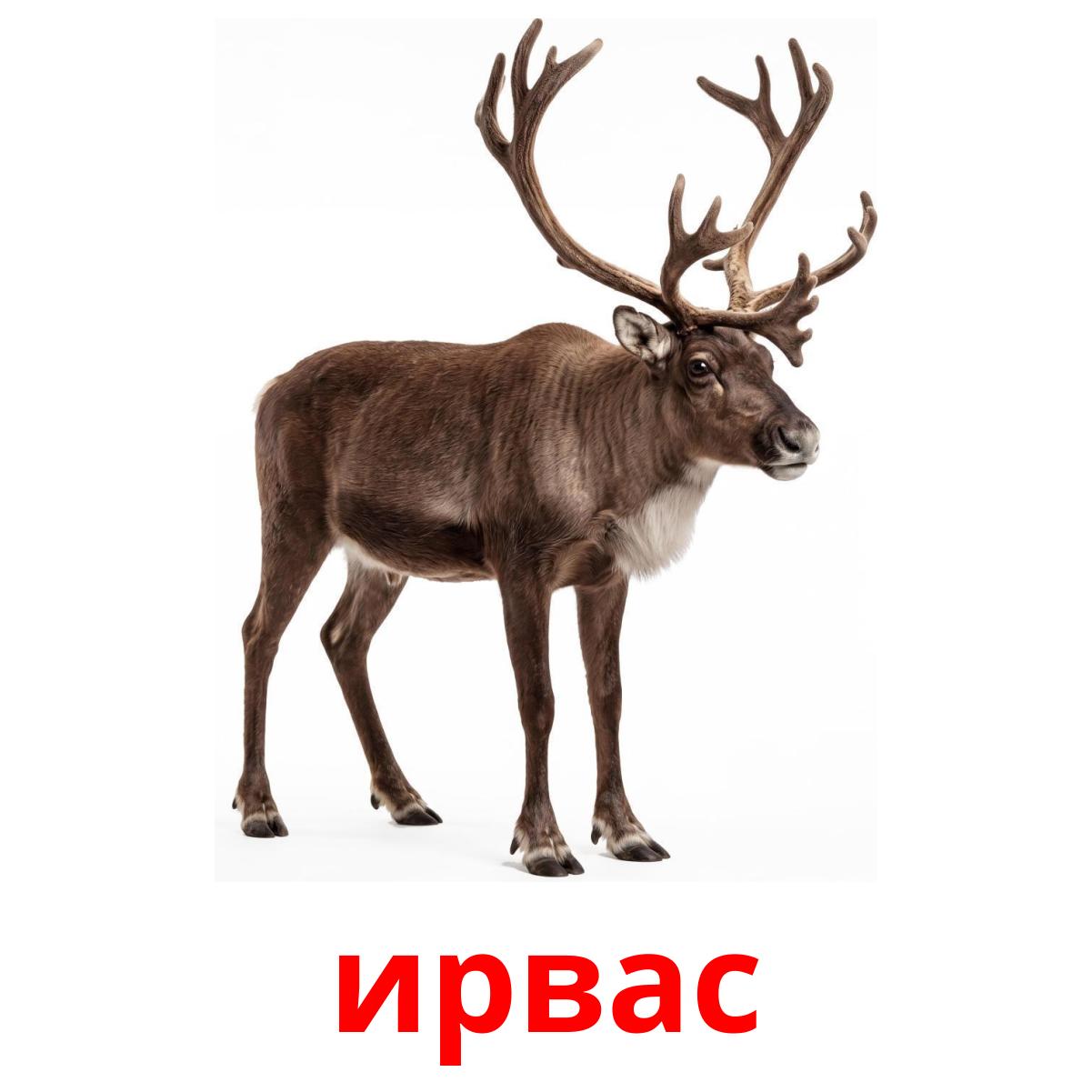 16 Printable Farm animals Flashcards in Macedonian (Free PDF)
