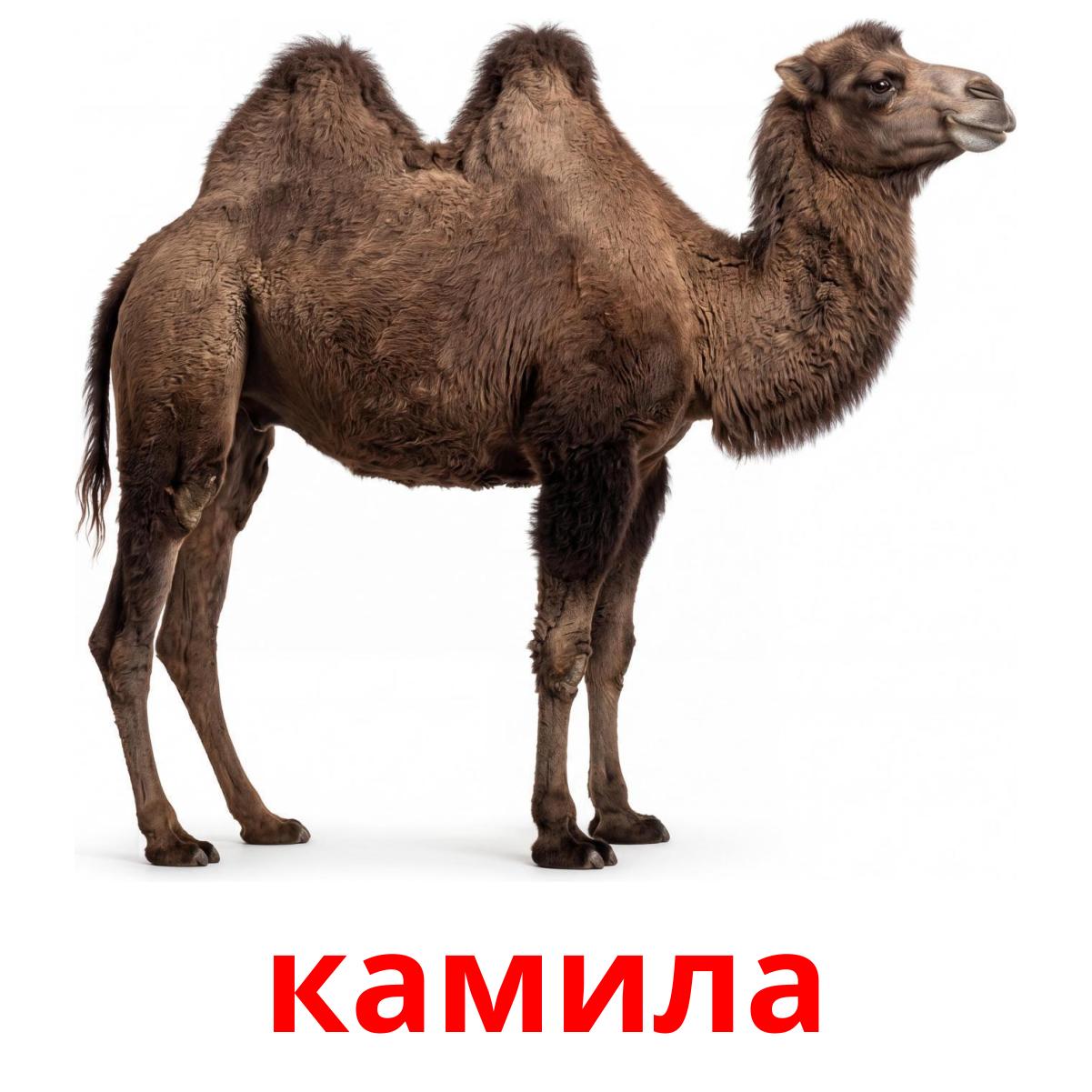 16 Printable Farm animals Flashcards in Macedonian (Free PDF)