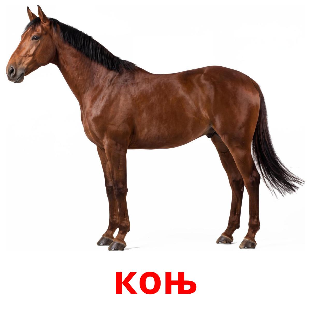 16 Printable Farm animals Flashcards in Macedonian (Free PDF)