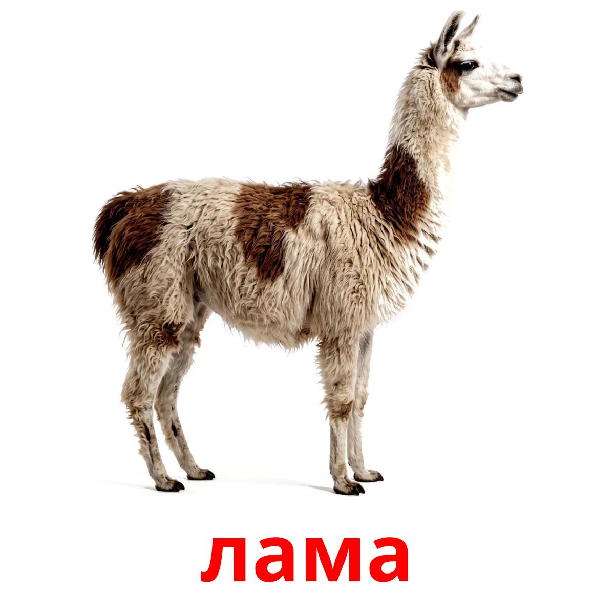 16 Printable Farm animals Flashcards in Macedonian (Free PDF)