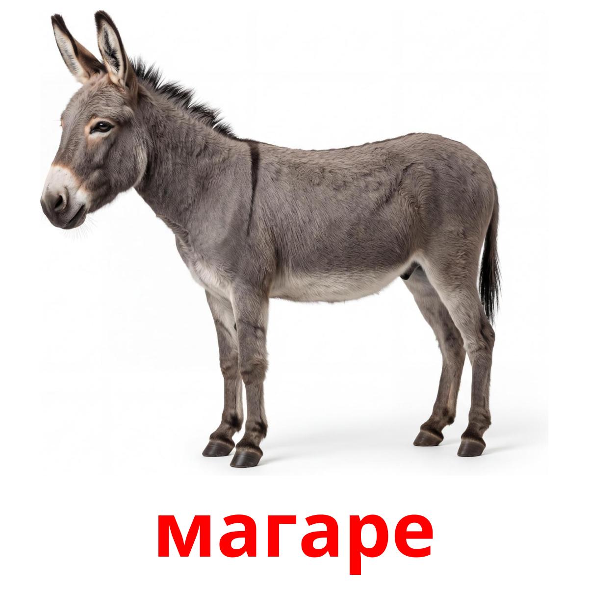 16 Printable Farm animals Flashcards in Macedonian (Free PDF)