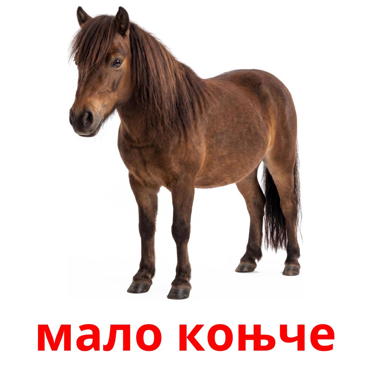 16 Printable Farm animals Flashcards in Macedonian (Free PDF)